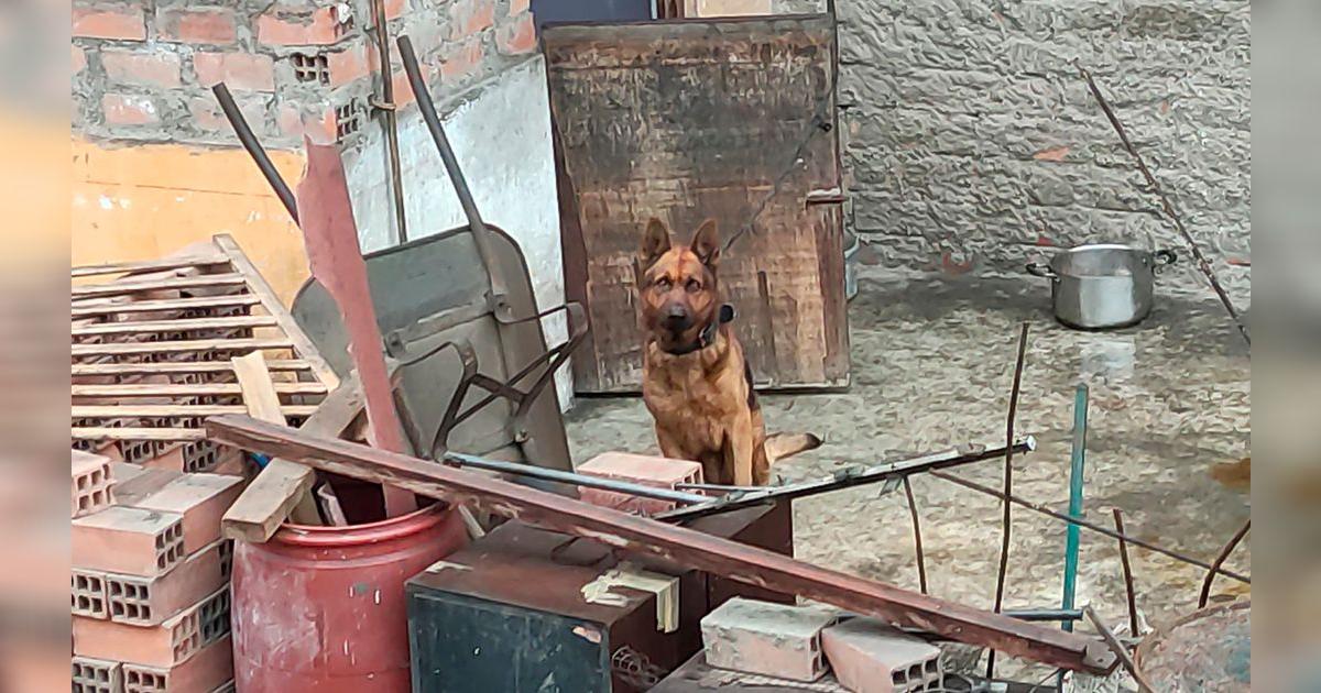 Independencia: vecinos denuncian maltrato animal en azotea de vivienda ...