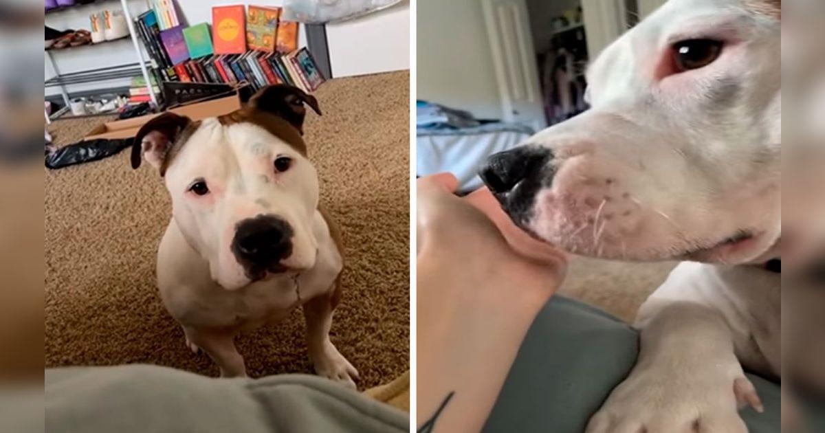 Facebook viral: perrito ve a su dueña llorando, se acerca y trata de ...