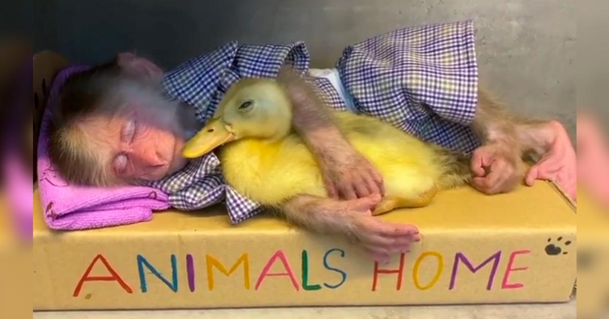 TikTok viral: pato y mono se convierten en amigos inseparables y ave ...