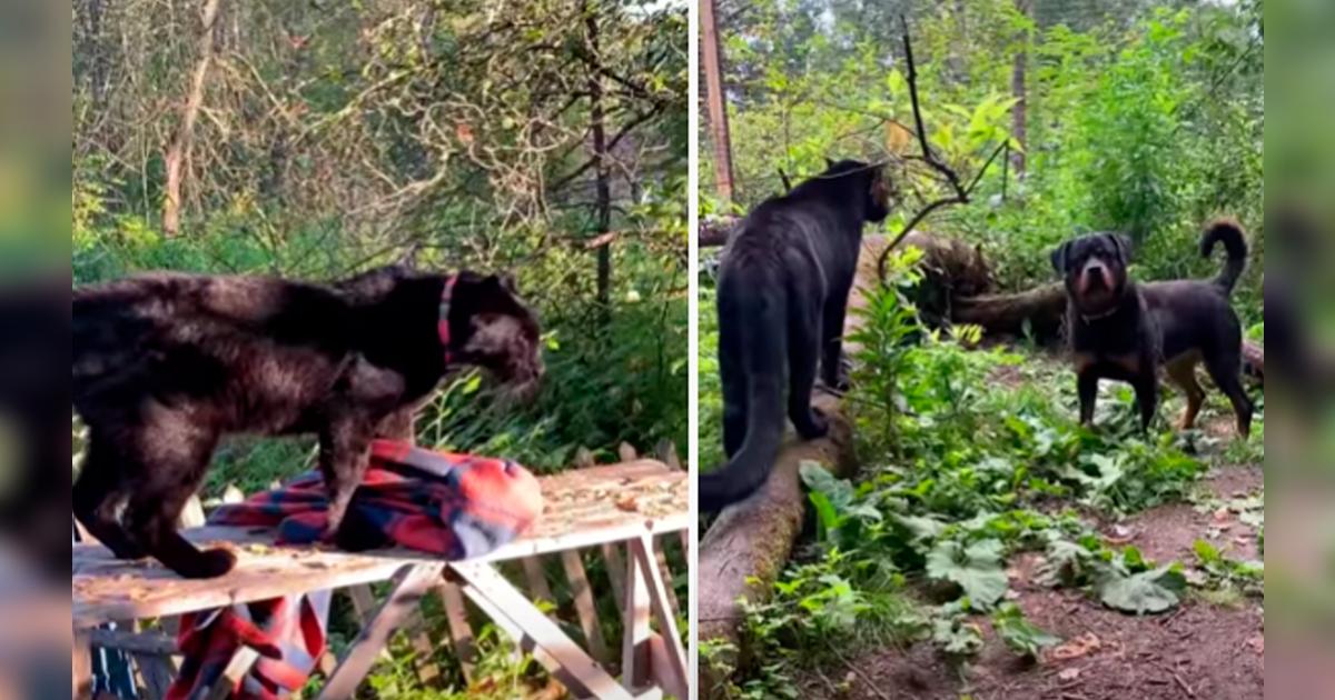 YouTube viral: pantera se encuentra con perro y ambos protagonizan ...