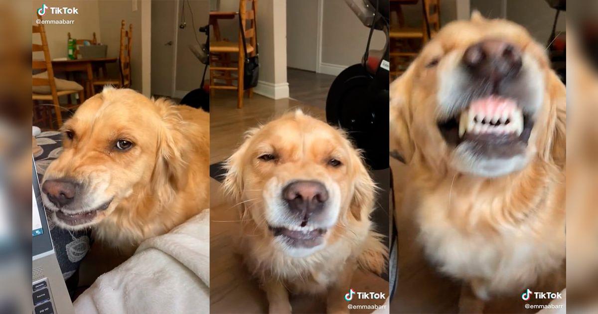 TikTok Viral: Mujer graba la peculiar sonrisa de su perro para ...