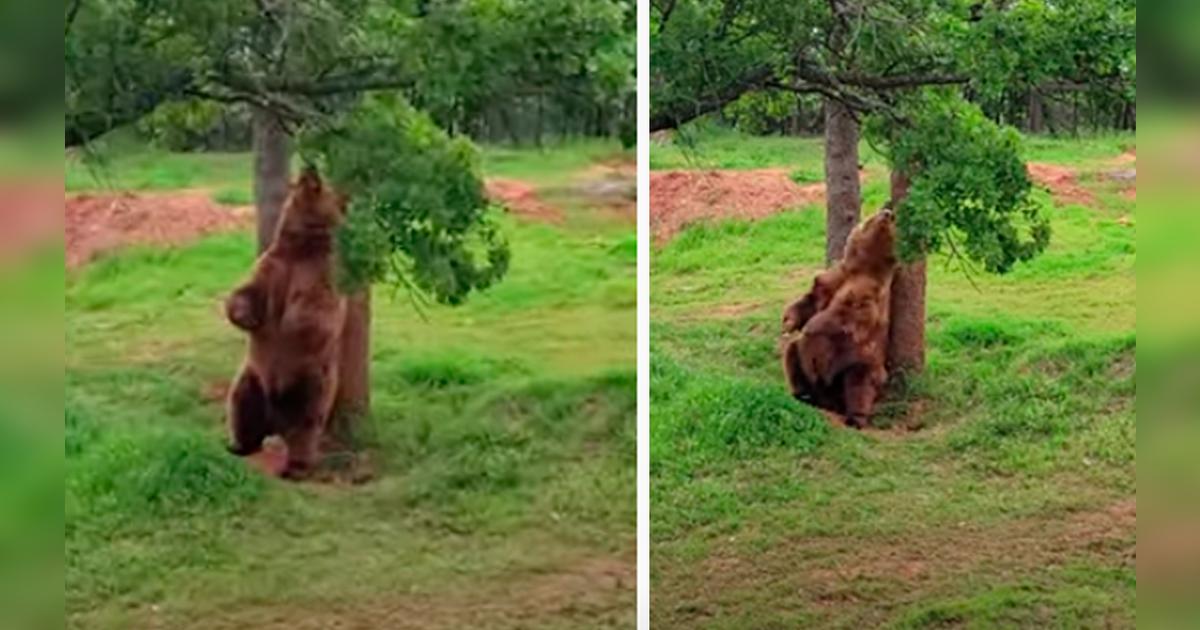 Facebook viral: oso causa sensación al ser captado rascándose la ...