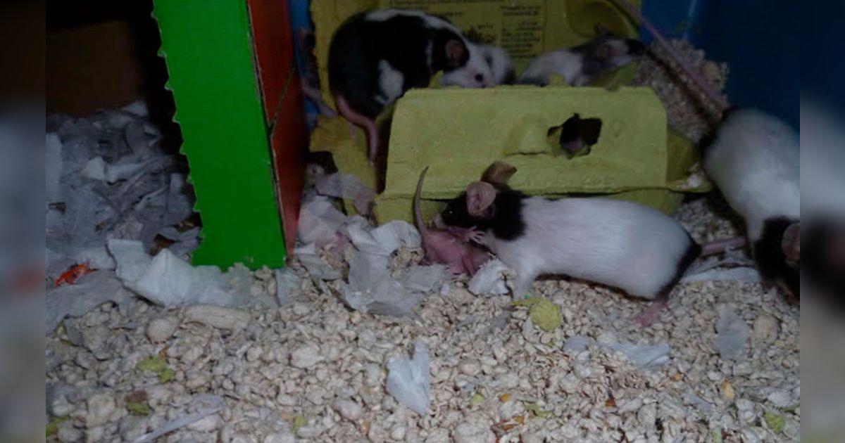 Piura: biólogos peruanos descubren nueva especie de roedor en ...