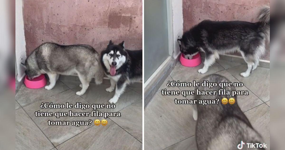 Facebook viral: perrito hace fila detrás de su ‘hermana’ para poder ...