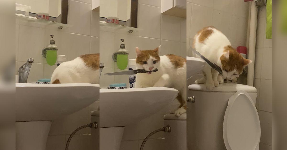 YouTube viral: tierno gatito sostiene un cuchillo con su hocico para ...