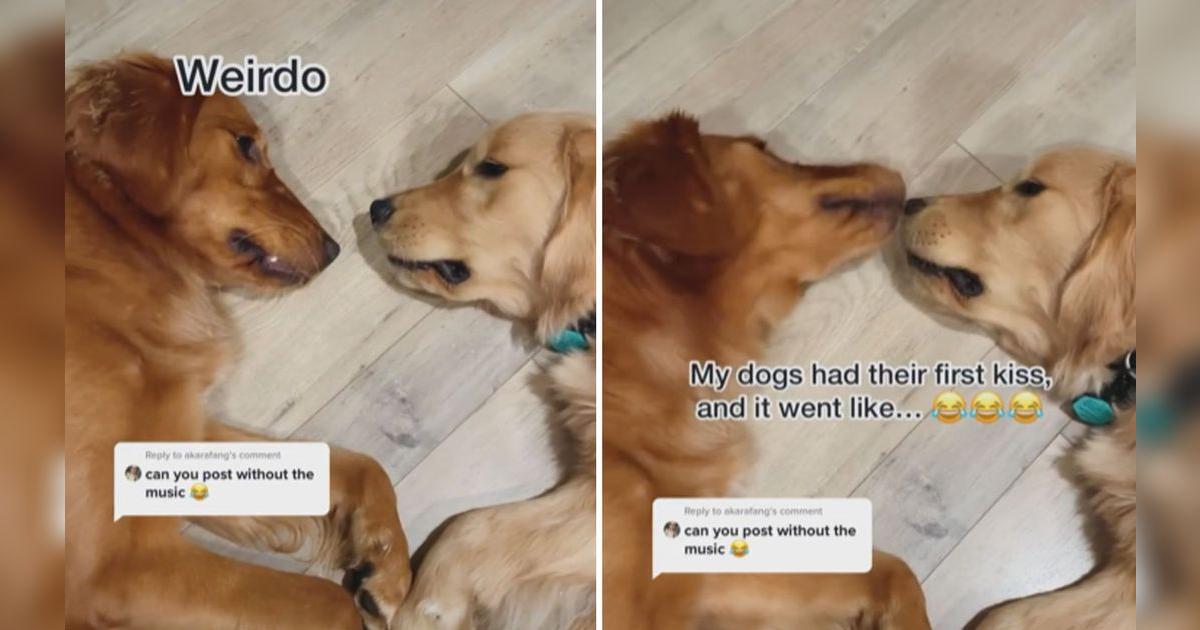 Facebook viral: perritos se dan un ‘beso’ por primera vez y ...