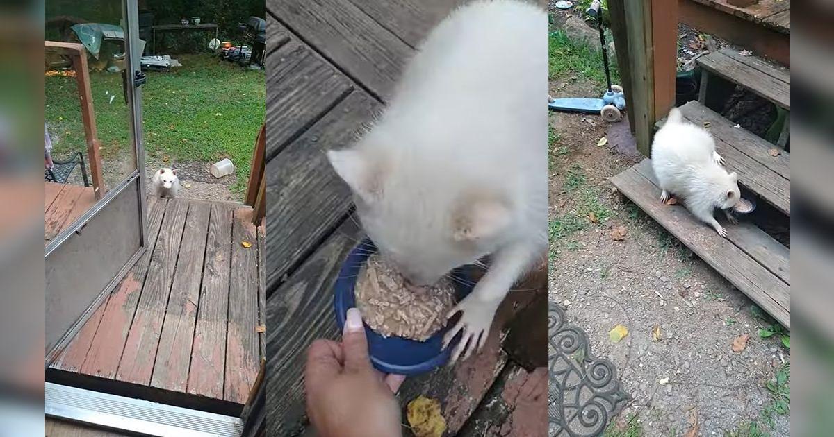 YouTube viral: Travieso mapache albino se lleva plato de comida que una ...