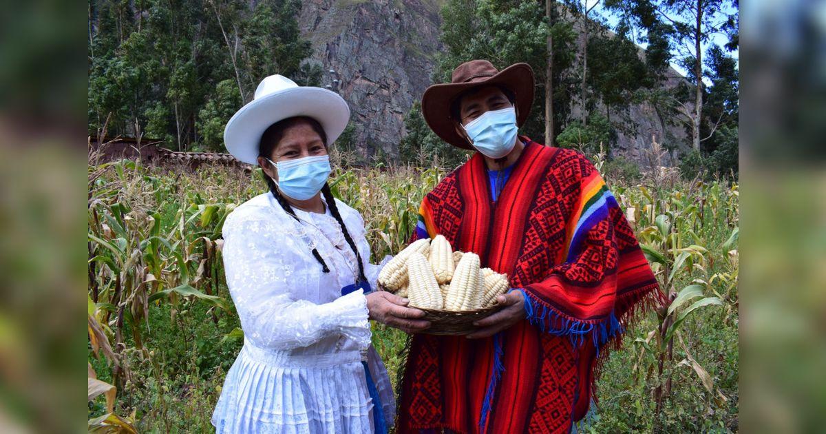 Cusco: valle Sagrado se convierte en el principal productor de maíz ...