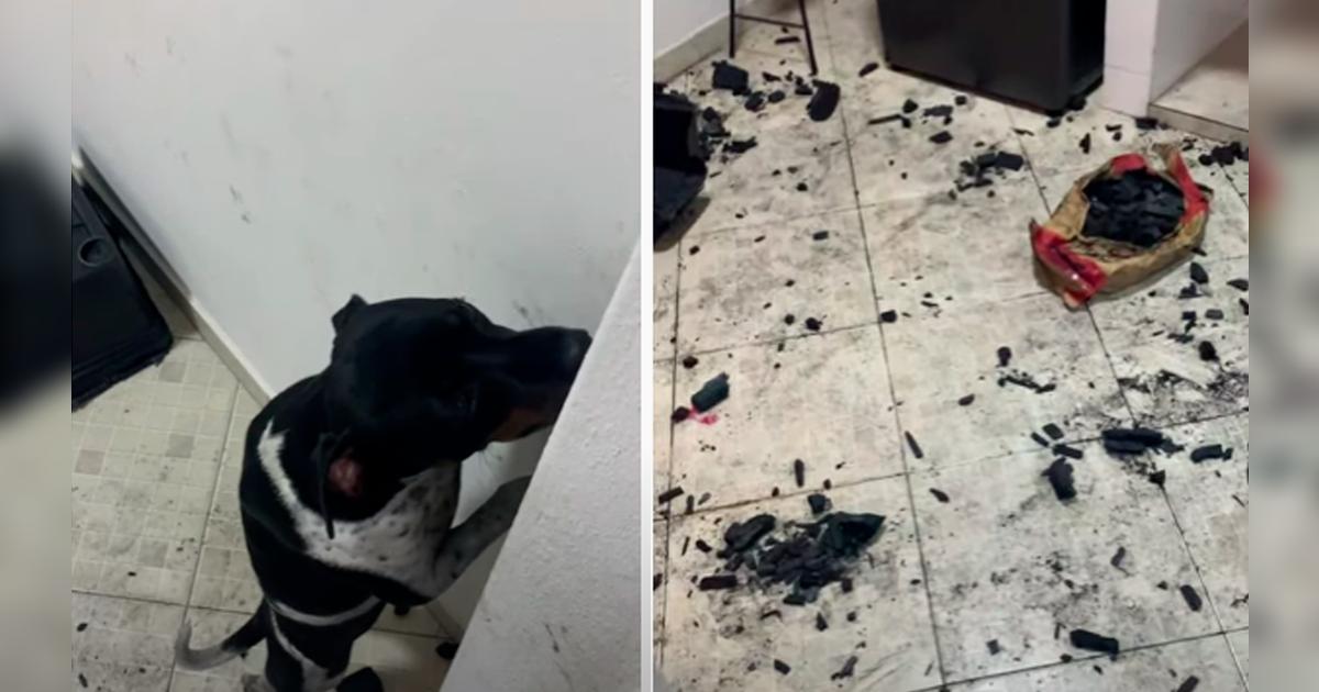 Facebook viral: perro intenta esconderse para que su dueño no lo ...