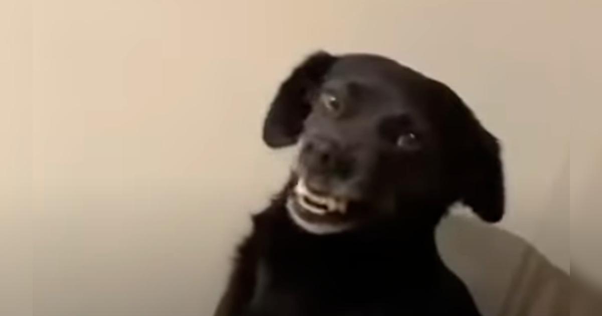 Facebook viral: le dice a su perro que sonría y este muestra sus ...