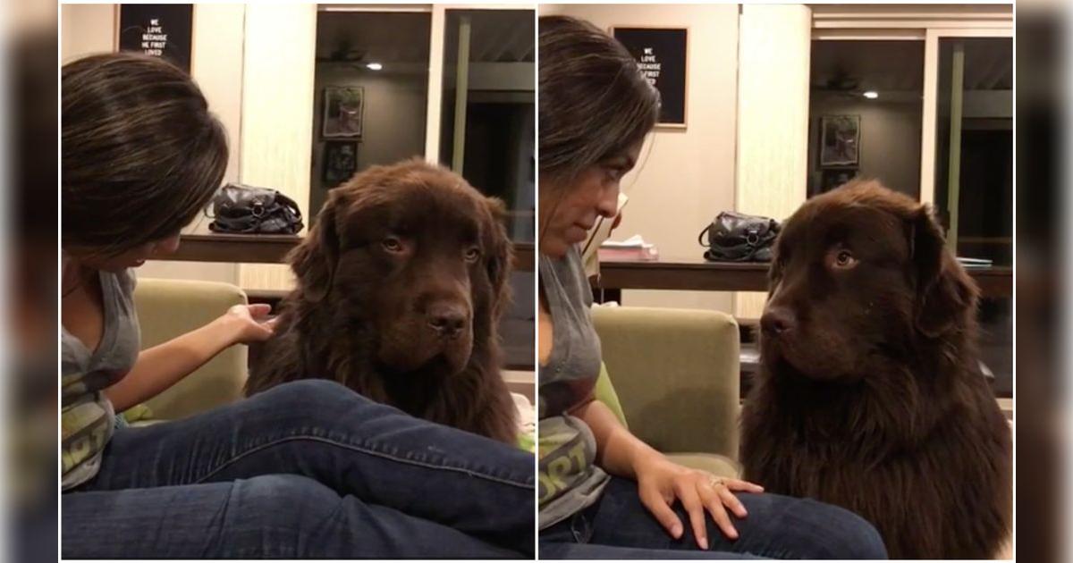 YouTube viral: Perrito se hace de rogar para perdonar a su ‘mamá ...