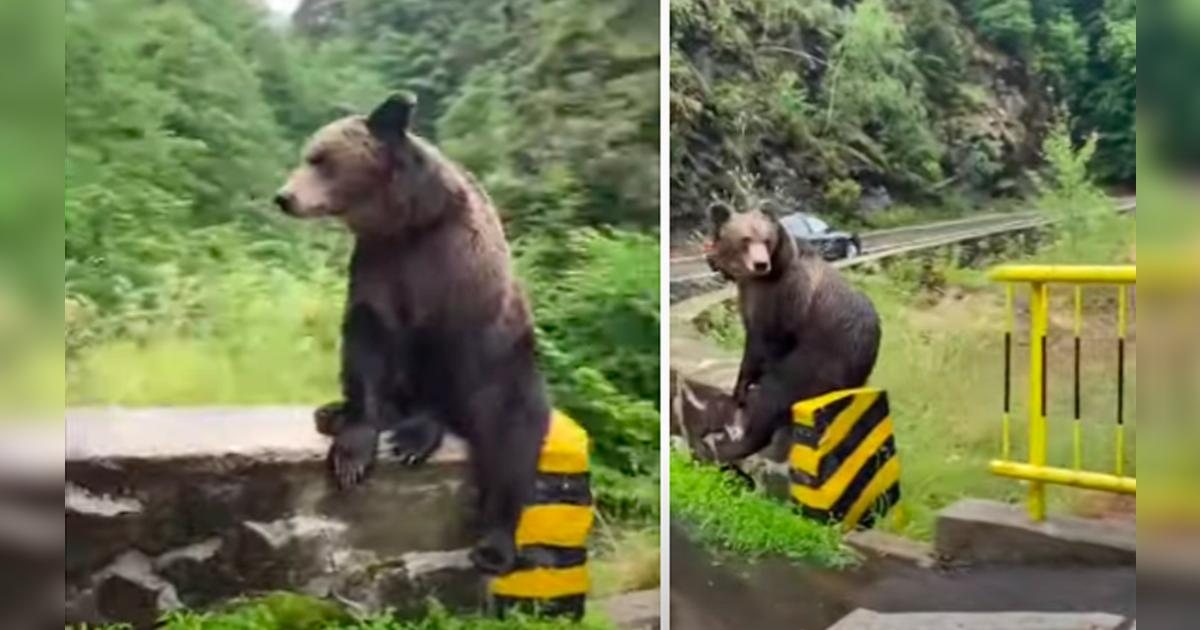 Facebook viral: oso salvaje aparece en plena carretera mirando a los ...