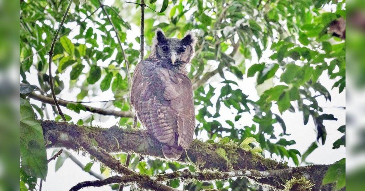 Encuentra especie de búho gigante que no era visto desde hace 150 años ...