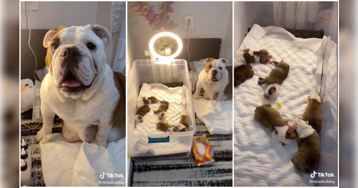 TikTok viral: Perrita de tierna mirada cautiva las redes al no ...