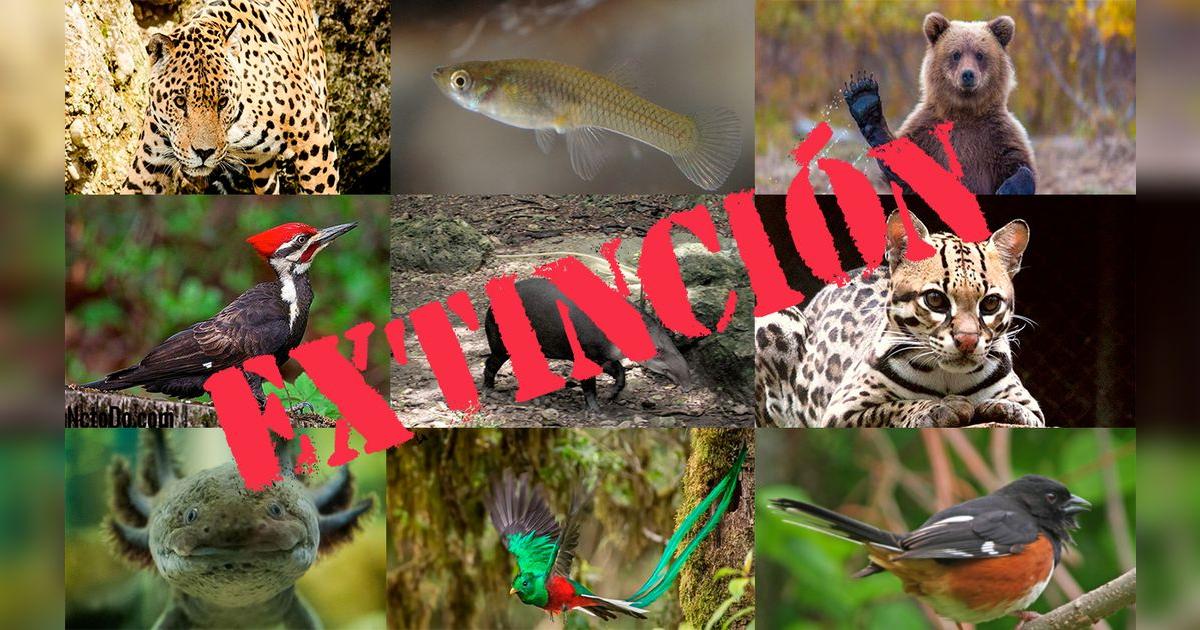10 animales en peligro de extinción y extintos en México 2021 fotos y ...