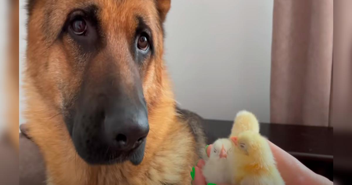 Facebook viral: perro tiene conmovedora reacción al conocer a unos ...