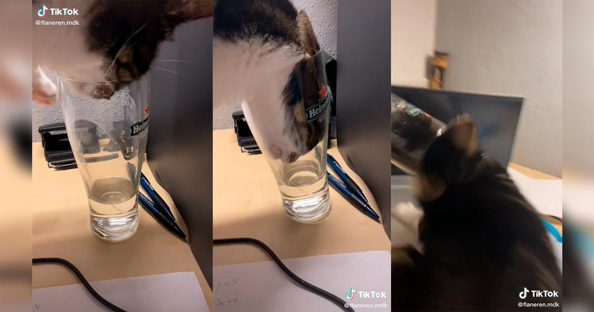 TikTok Viral: Gato intenta beber del vaso de agua de su dueño y ocurre ...