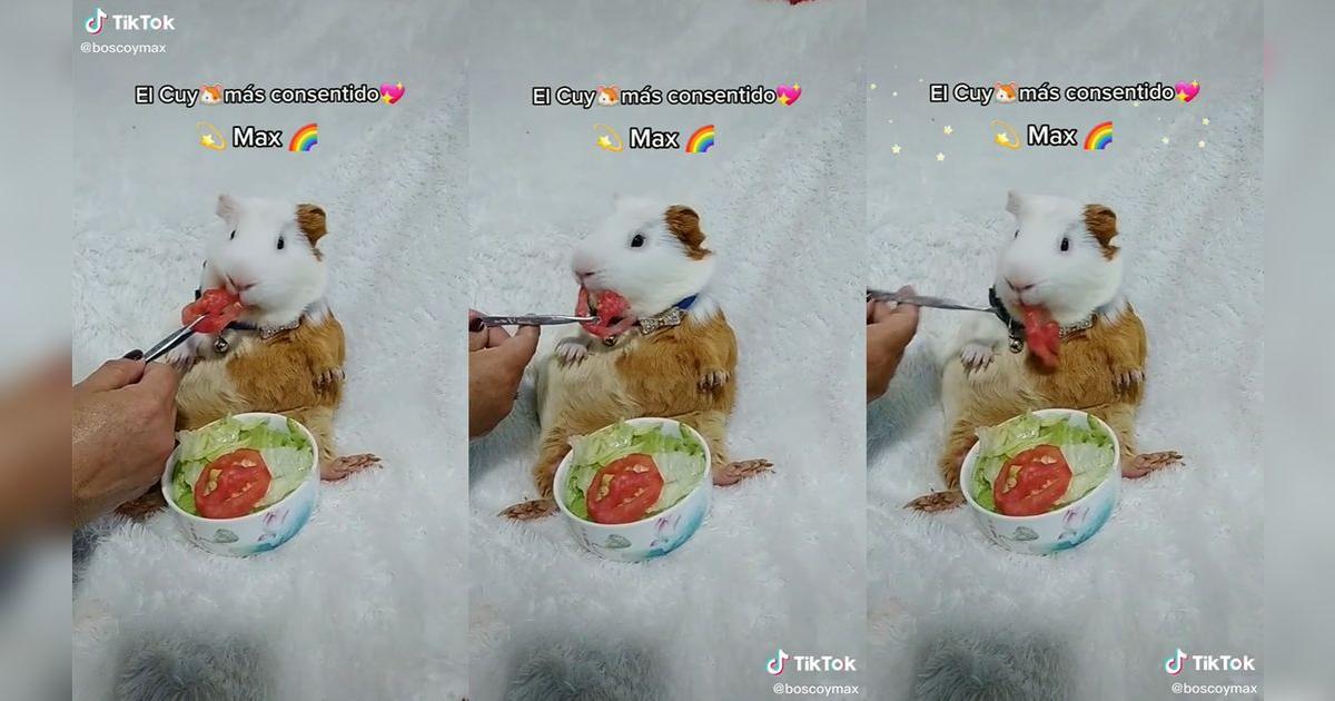 TikTok viral: Presentan al cuy más consentido llamado Max y conquista ...