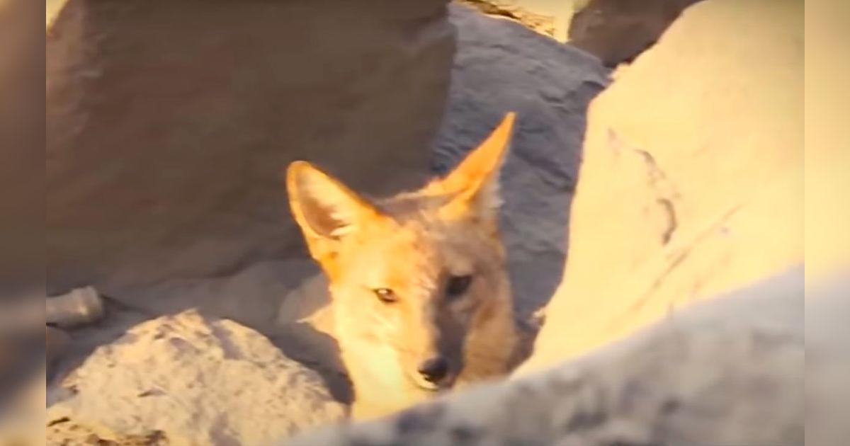 Zorro Run Run: cómo llegó a Comas y cómo fue su captura del animal ...