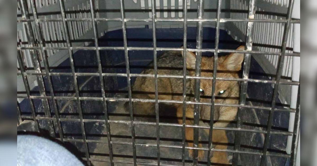 Zorro Run Run fue capturado y ya se encuentra en el Parque de las ...