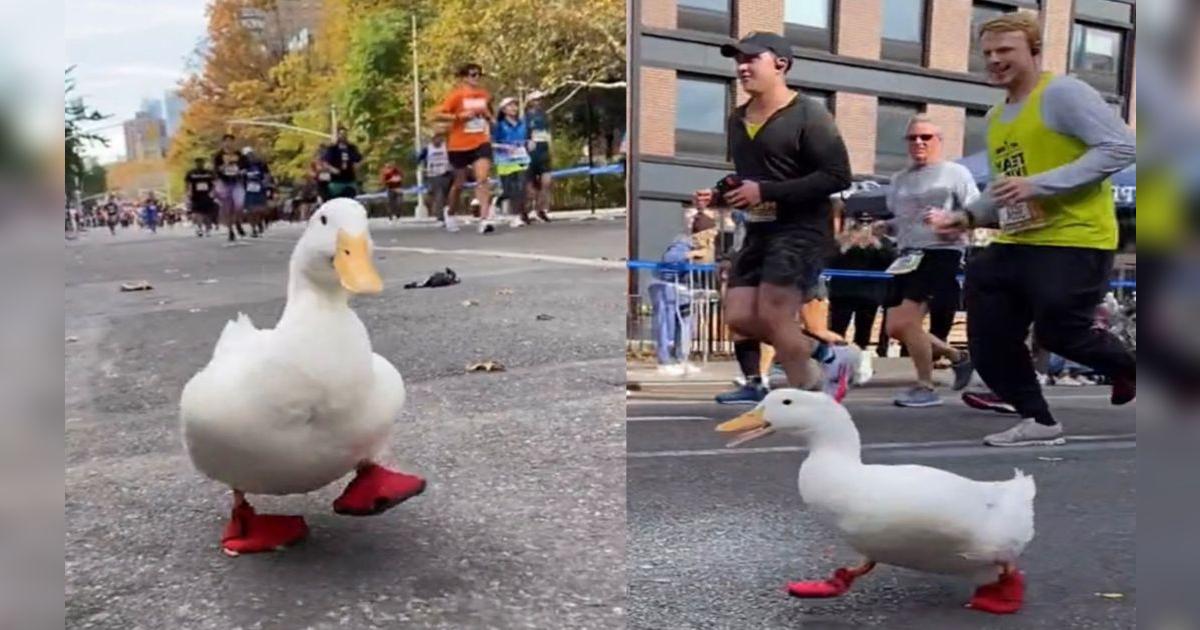 TikTok viral: Wrinkle, el pato 'atleta' que corrió maratón de Nueva ...
