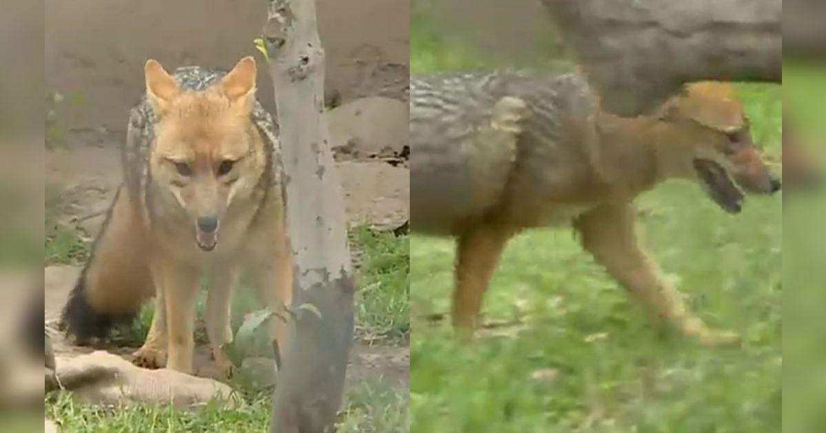 Zorro Run Run es confundido con Atoq, otro zorro andino que vive en el ...