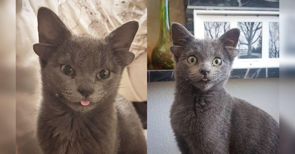 Instagram viral: Gatita con dos orejitas adicionales enamora a usuarios ...