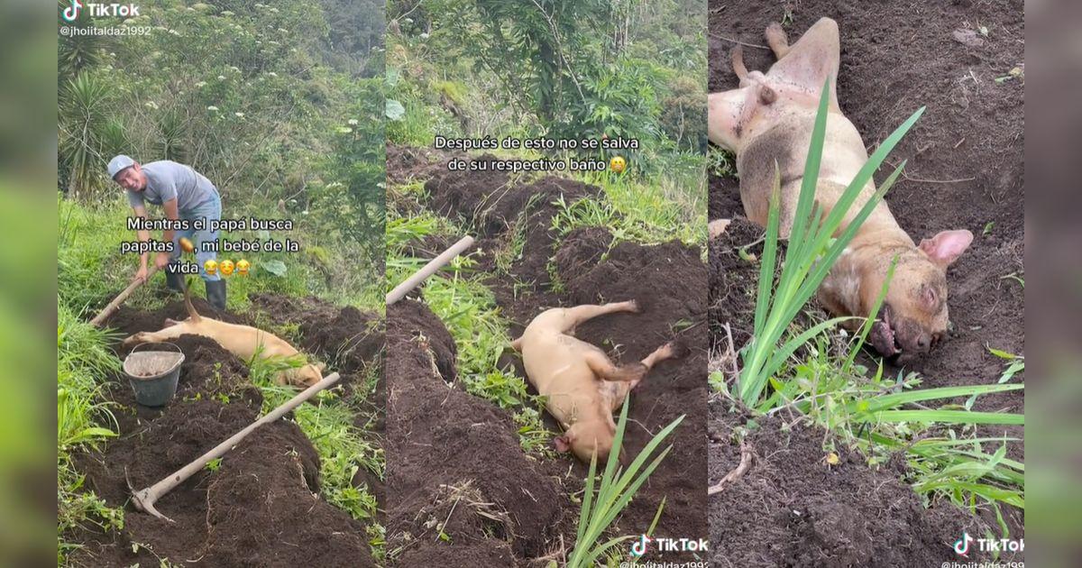 TikTok viral: Perrito aprovecha que su dueño escarba la tierra para ...