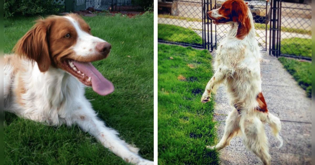 TikTok viral: La emotiva historia de Dexter, el perrito que camina ...