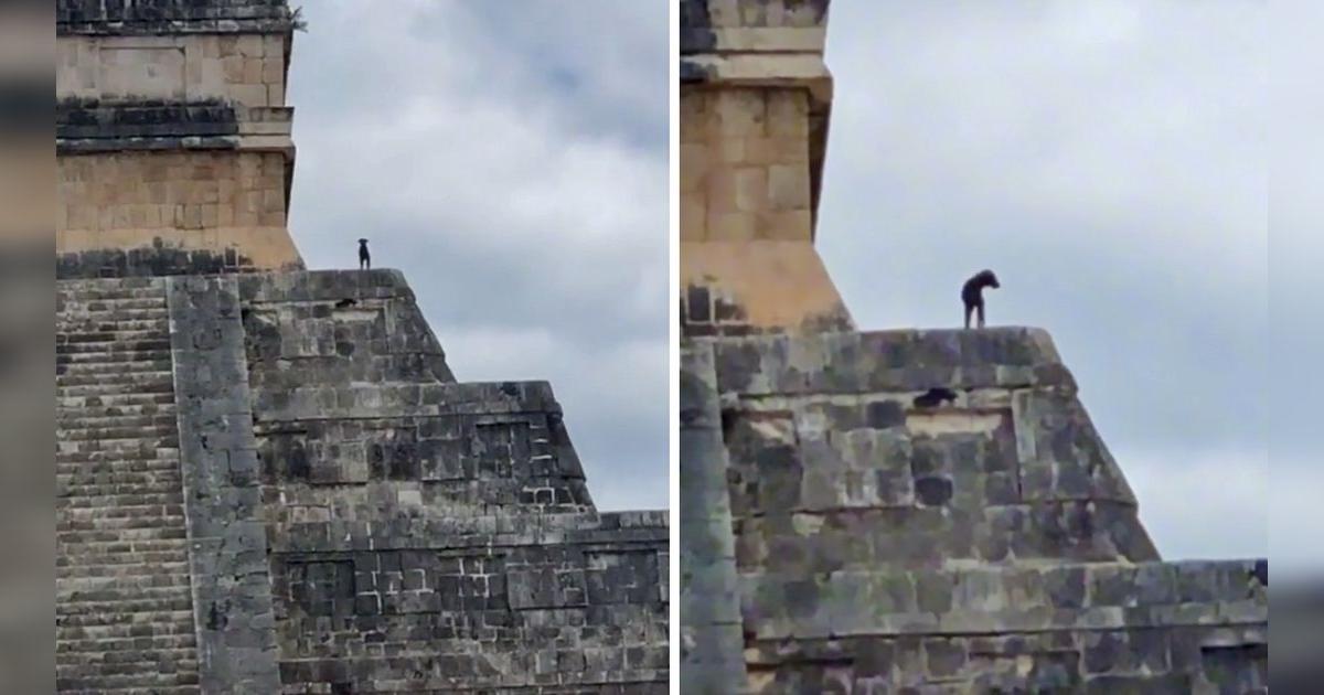 TikTok viral: curioso perrito es visto en la cima del templo maya de ...