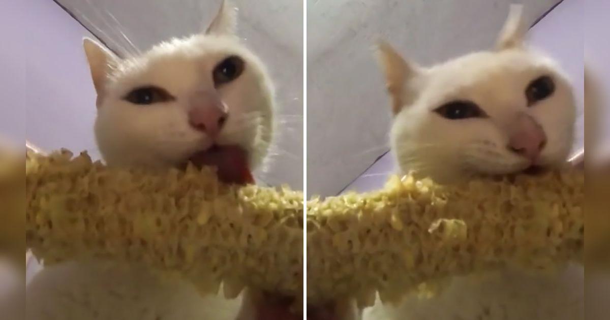 TikTok viral: le invita un poco de choclo a su gato y queda sorprendido ...