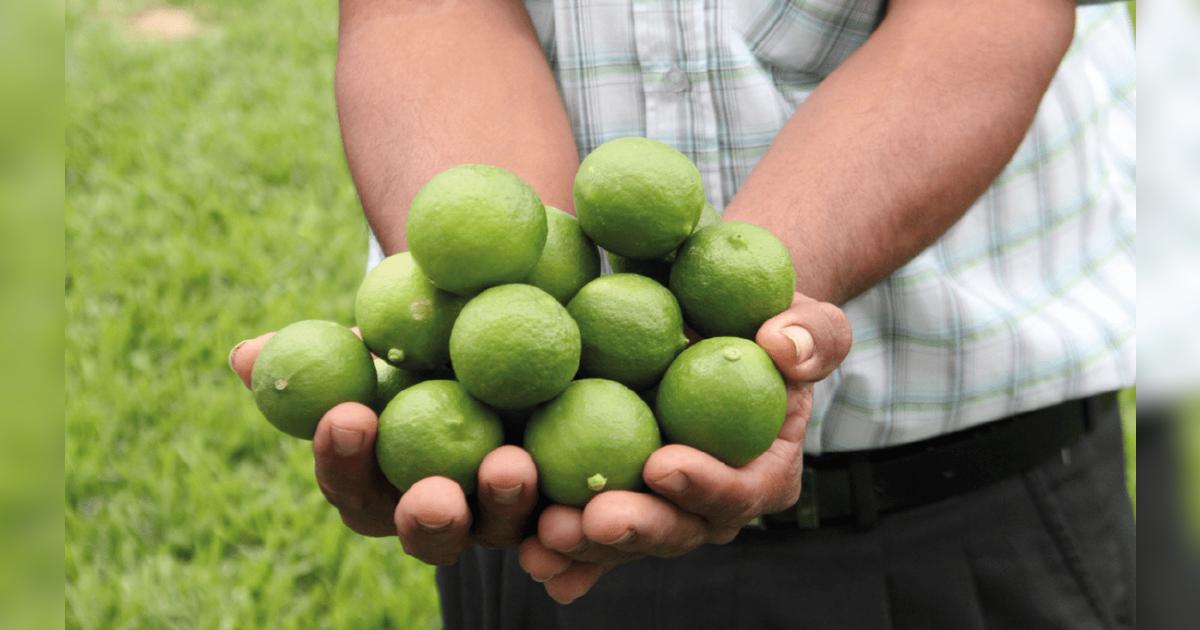 El limón: variedades, características y usos | Gastronomía | La República