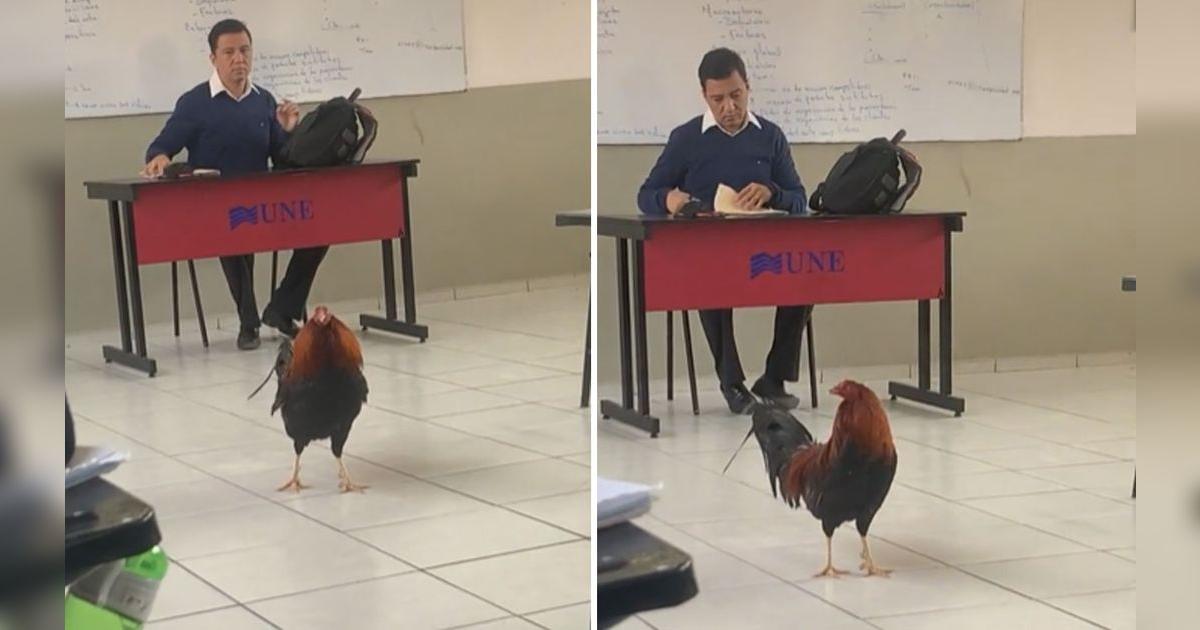 TikTok viral: gallo ingresa a aula universitaria y profesor continúa su ...