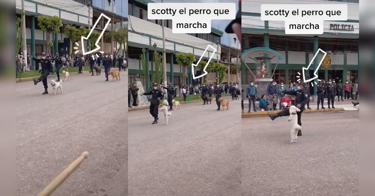 TikTok viral: Scott, el perrito que ‘marcha’ en dos patas junto a la ...