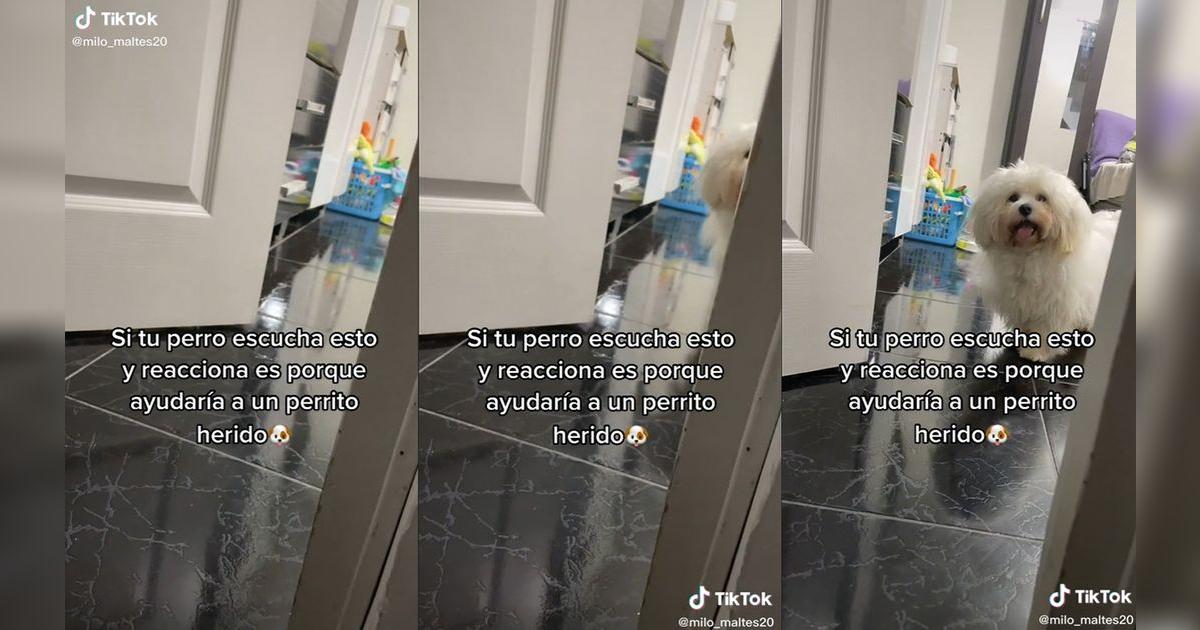 TikTok viral: Reproduce el audio de un perrito herido para observar la ...