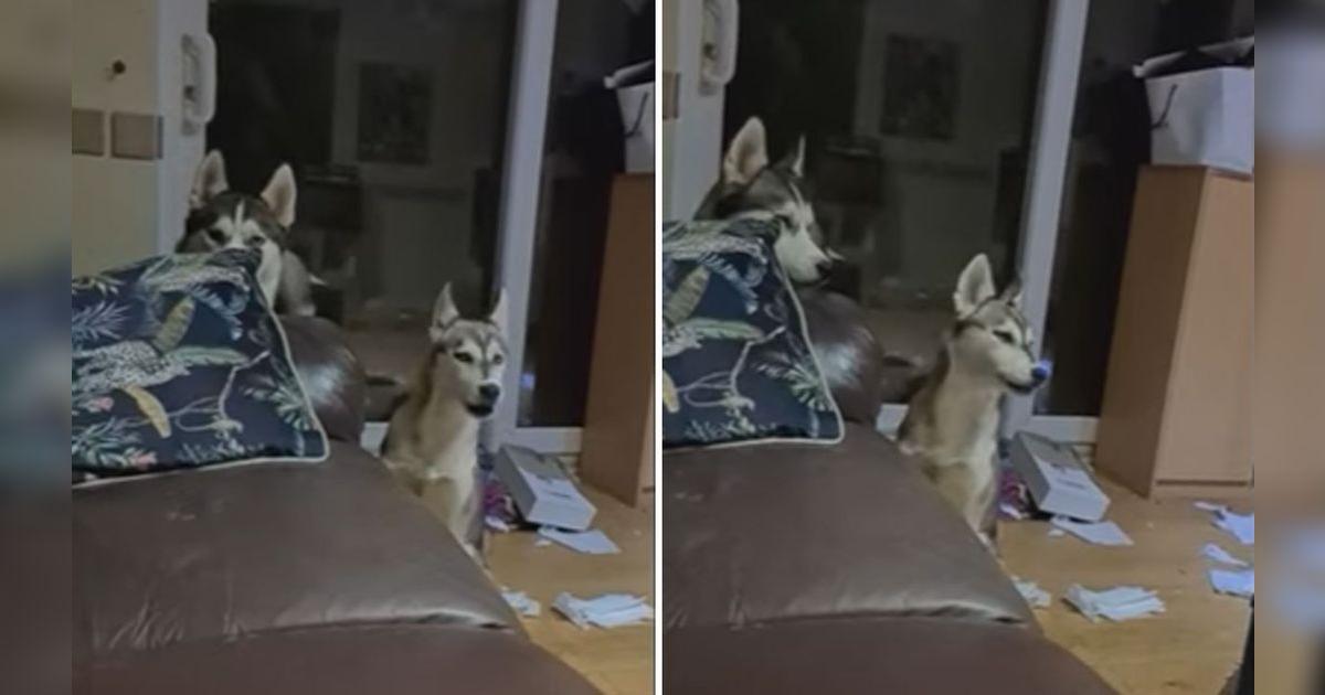 Facebook viral: se ríe escandalosamente junto a su perro y este tiene ...