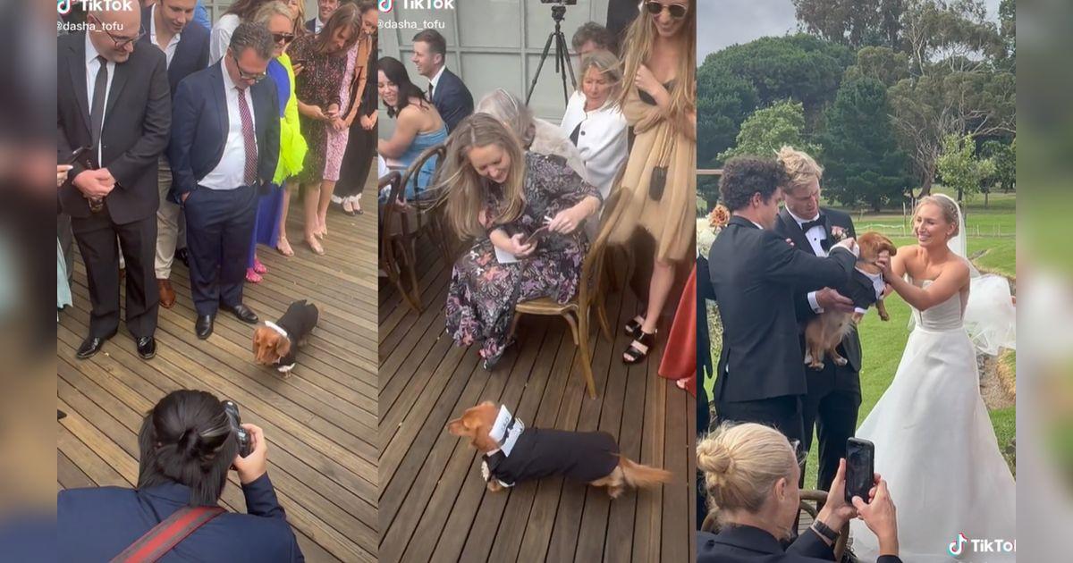 TikTok viral: Perrito sorprende al asistir con terno a una boda y ser ...