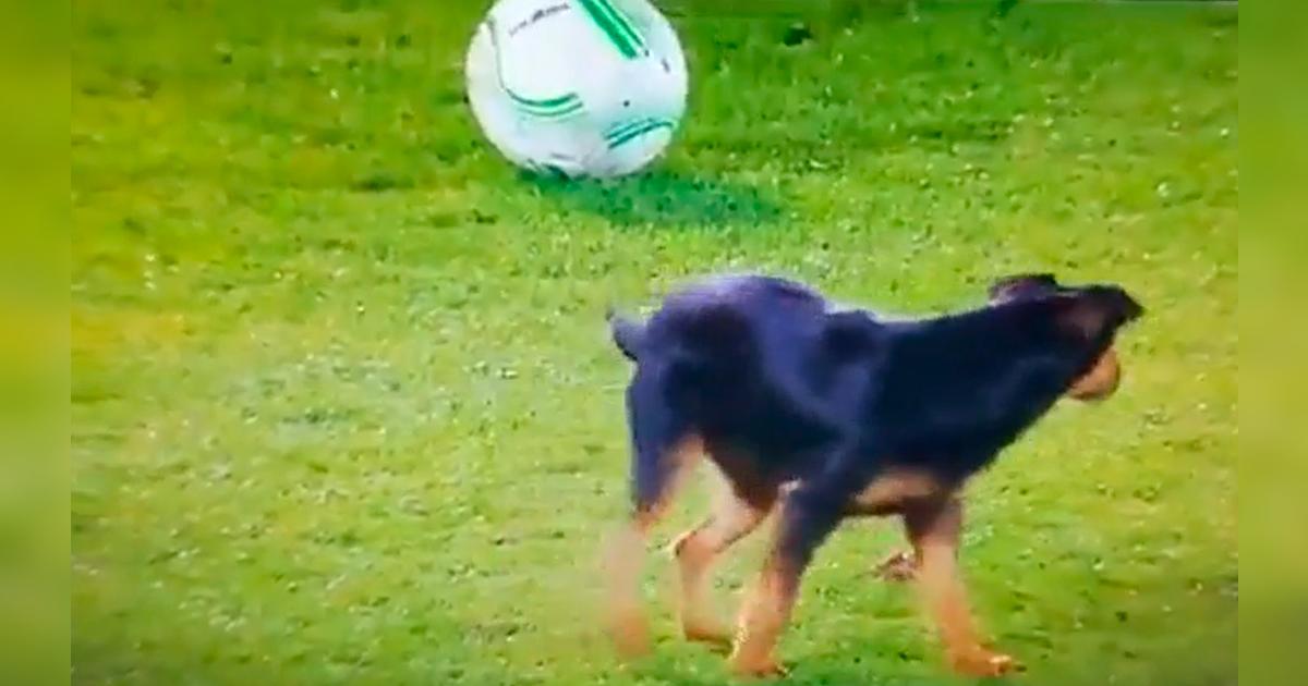 Europa League | Un perro defecó en medio de la cancha en un partido de ...