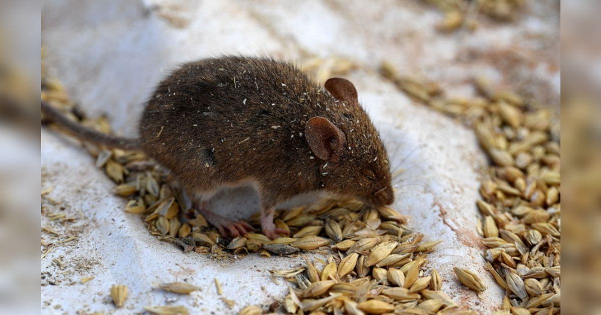 Investigan posible contagio de COVID-19 por mordedura de ratón en ...