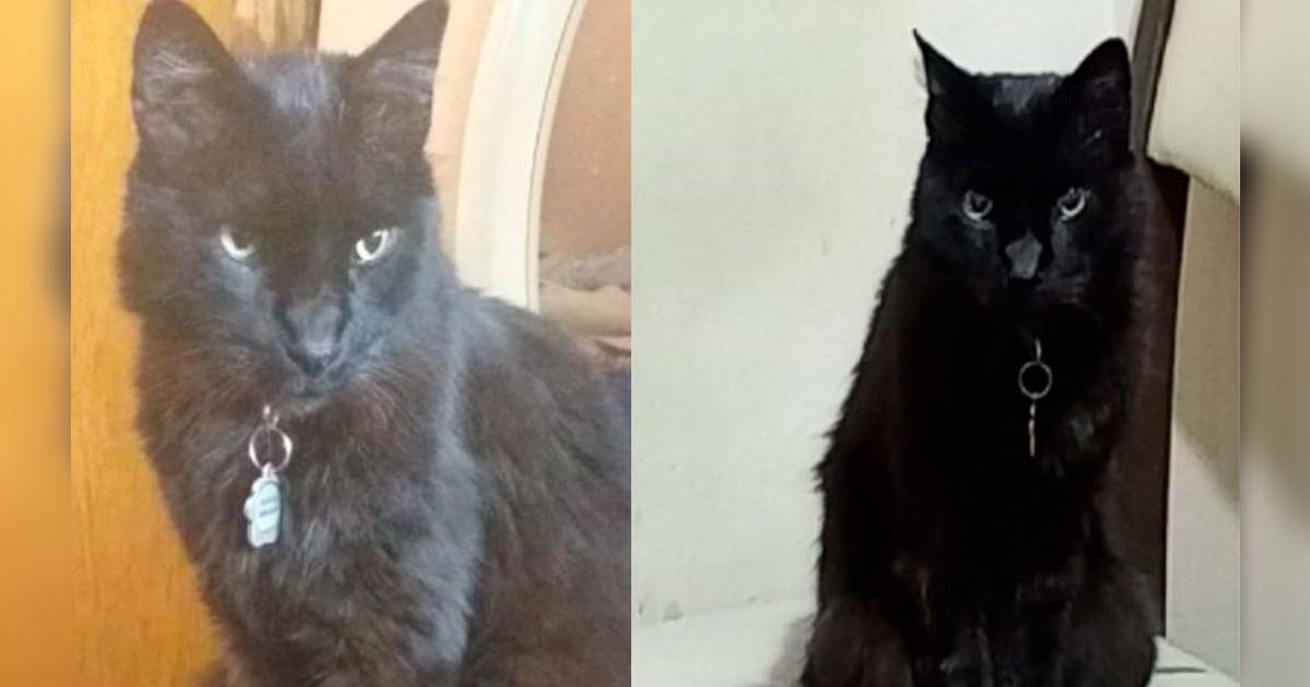 La Victoria: familia pide ayuda para encontrar a Pancho, gato con ...