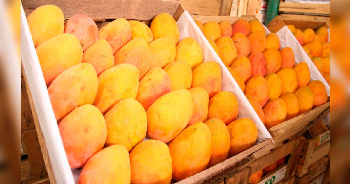 Lambayeque: agricultura familiar apuesta por la producción de mango ...