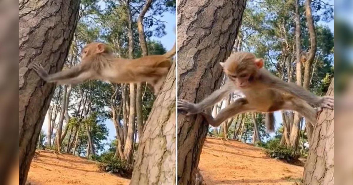 TikTok viral: Un pequeño monito tiene una peculiar manera de trepar 2 ...