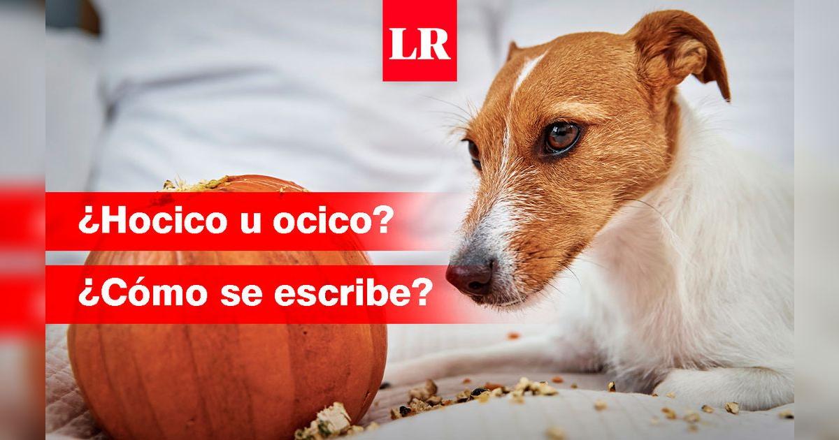 ¿Hocico u ocico? ¿Cómo se escribe, con h o sin h? | Respuestas | La ...