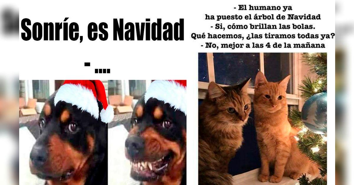 Memes de Navidad 2021: las imágenes más graciosas sobre la nochebuena ...
