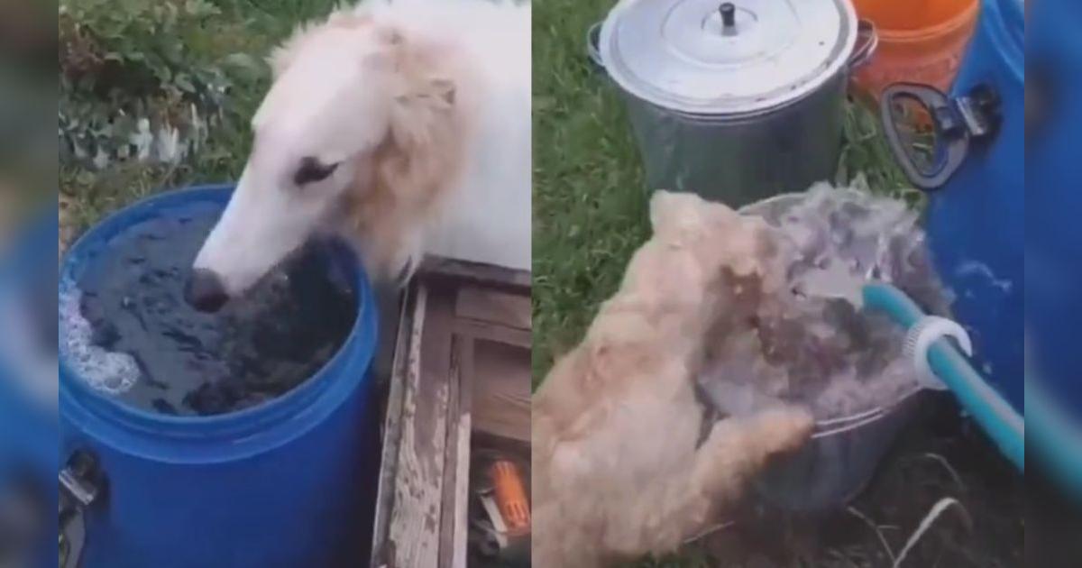 TikTok viral: perrito se ‘sorprende’ por la extraña manera que tiene su ...