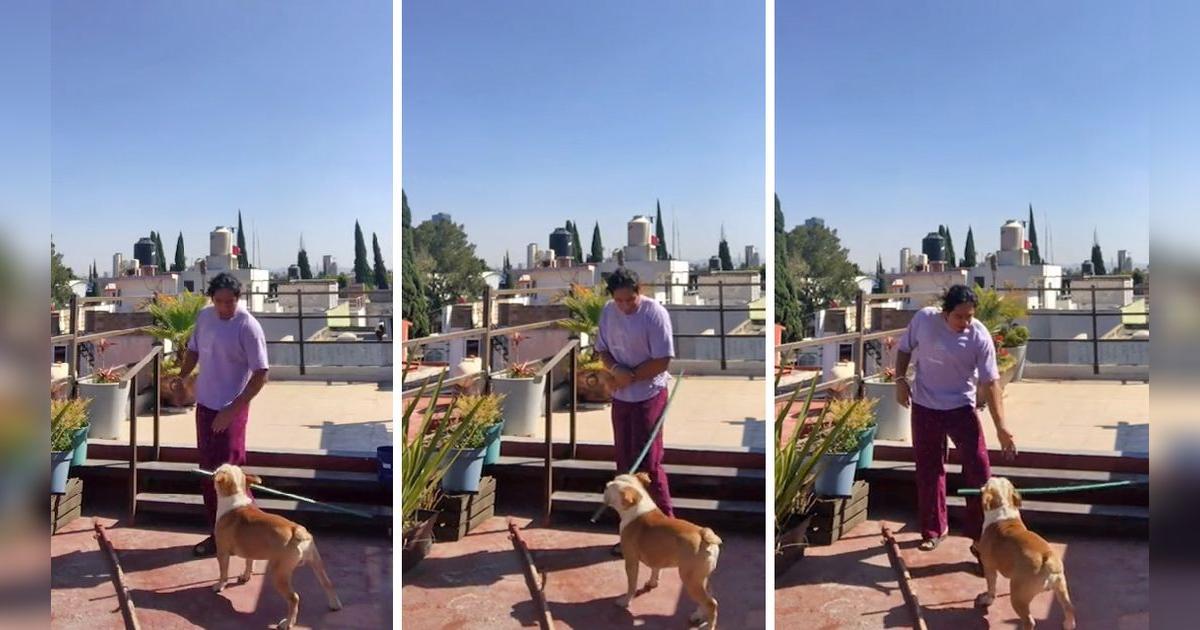 TikTok viral: perro agarra un palo con el hocico y empieza a ‘castigar ...