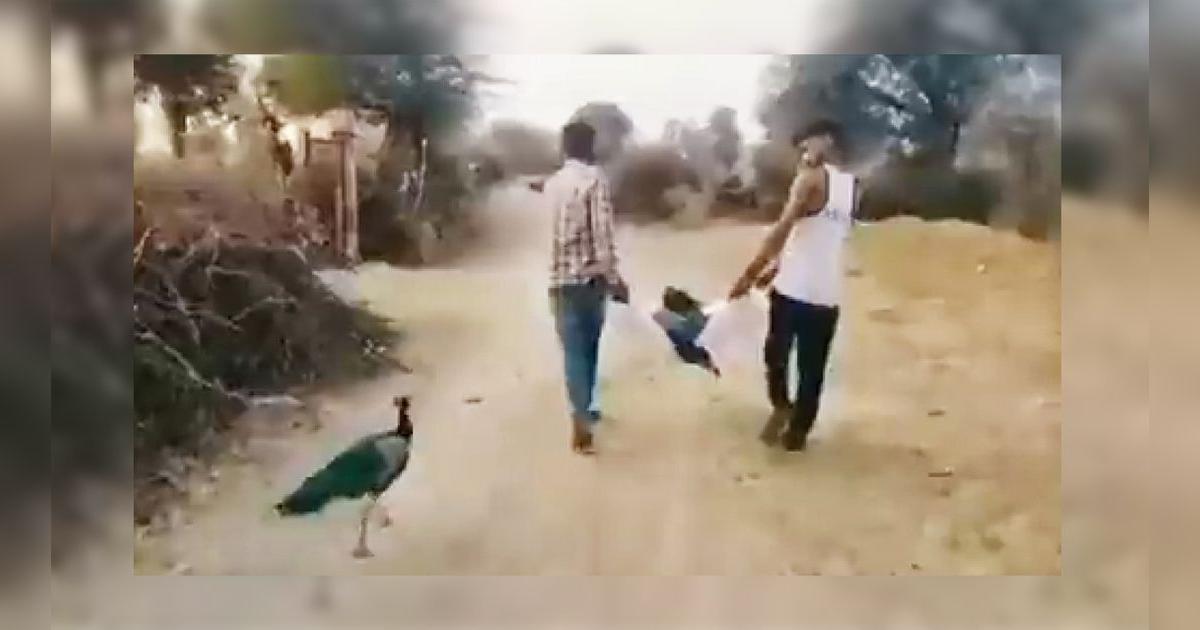 Facebook viral: pavo real no quiere alejarse del cadáver de su pareja y ...
