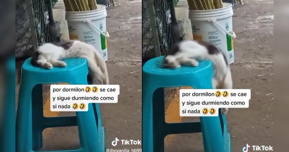 TikTok viral: Gatito con profundo sueño se cae de la silla donde ...