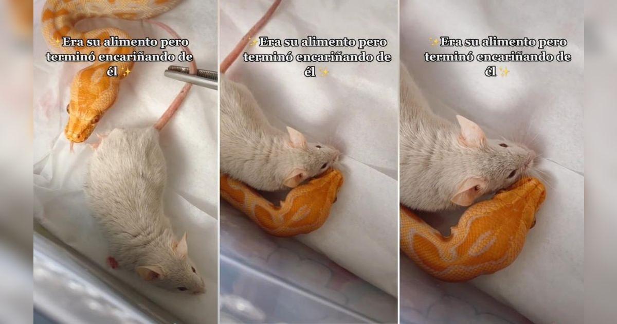 TikTok viral: joven le da un ratón como alimento a su serpiente y ...