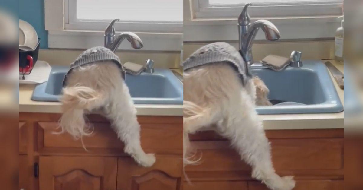 TikTok viral: joven descubre a su travieso perrito bebiendo agua del ...